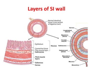 Gastro intestinal tract part 4 | PPTX