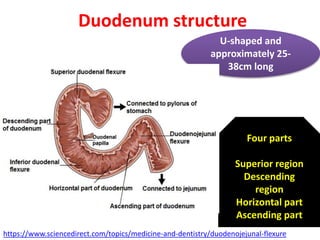 Gastro intestinal tract part 4 | PPTX