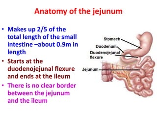 Gastro intestinal tract part 4 | PPT