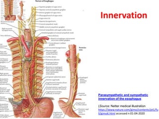 Gastro intestinal tract –part ii oesophagus-stomach | PPT