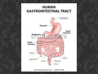 Gastrointestinal tract presentation | PPTX