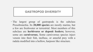 Phylum Gastropoda | PPTX