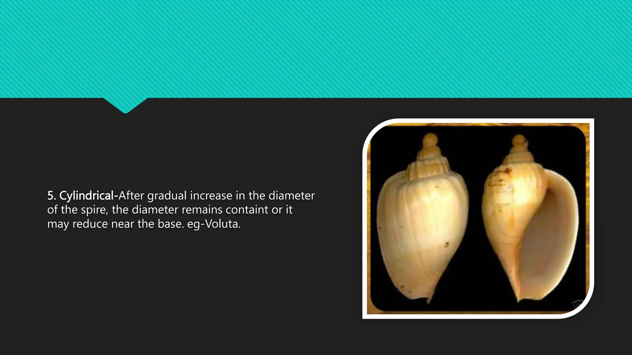 gastropoda general morphology | PPTX