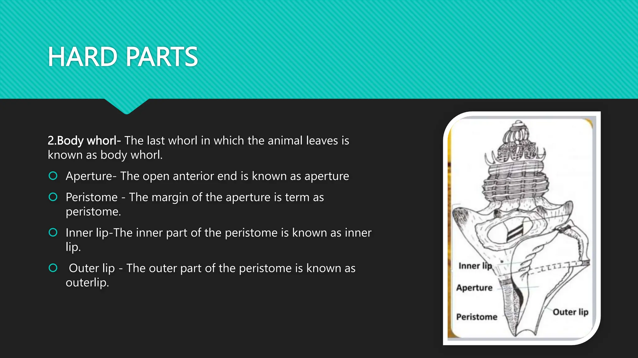 gastropoda general morphology | PPTX