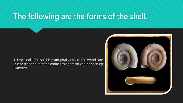 gastropoda general morphology | PPTX | Geography | Science