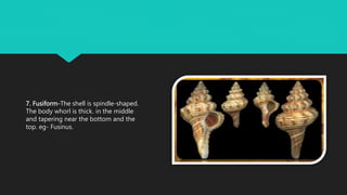 gastropoda general morphology | PPTX