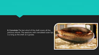 gastropoda general morphology | PPTX