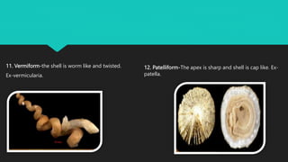 gastropoda general morphology | PPTX