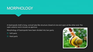 gastropoda general morphology | PPTX | Geography | Science