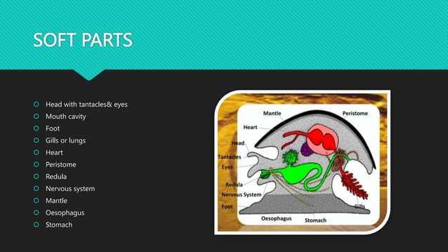 gastropoda general morphology | PPTX | Geography | Science
