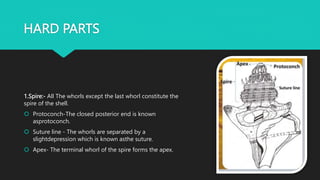 gastropoda general morphology | PPTX