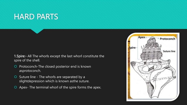 gastropoda general morphology | PPTX | Geography | Science