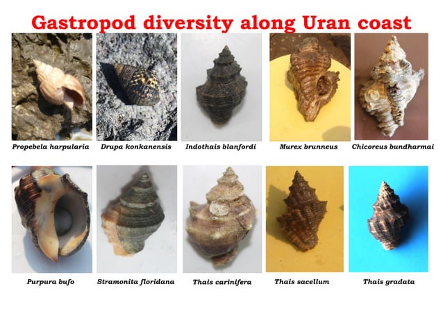 Gastropod diversity along Uran coast, Navi Mumbai | PPT