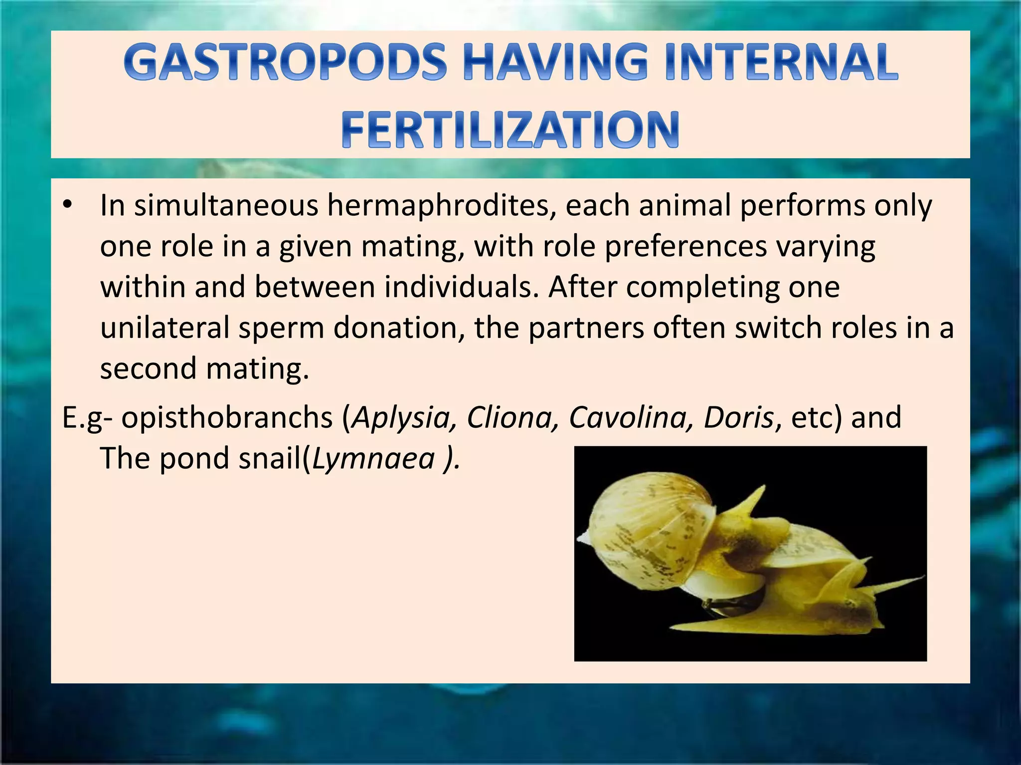 Gastropods reproductive system | PPTX