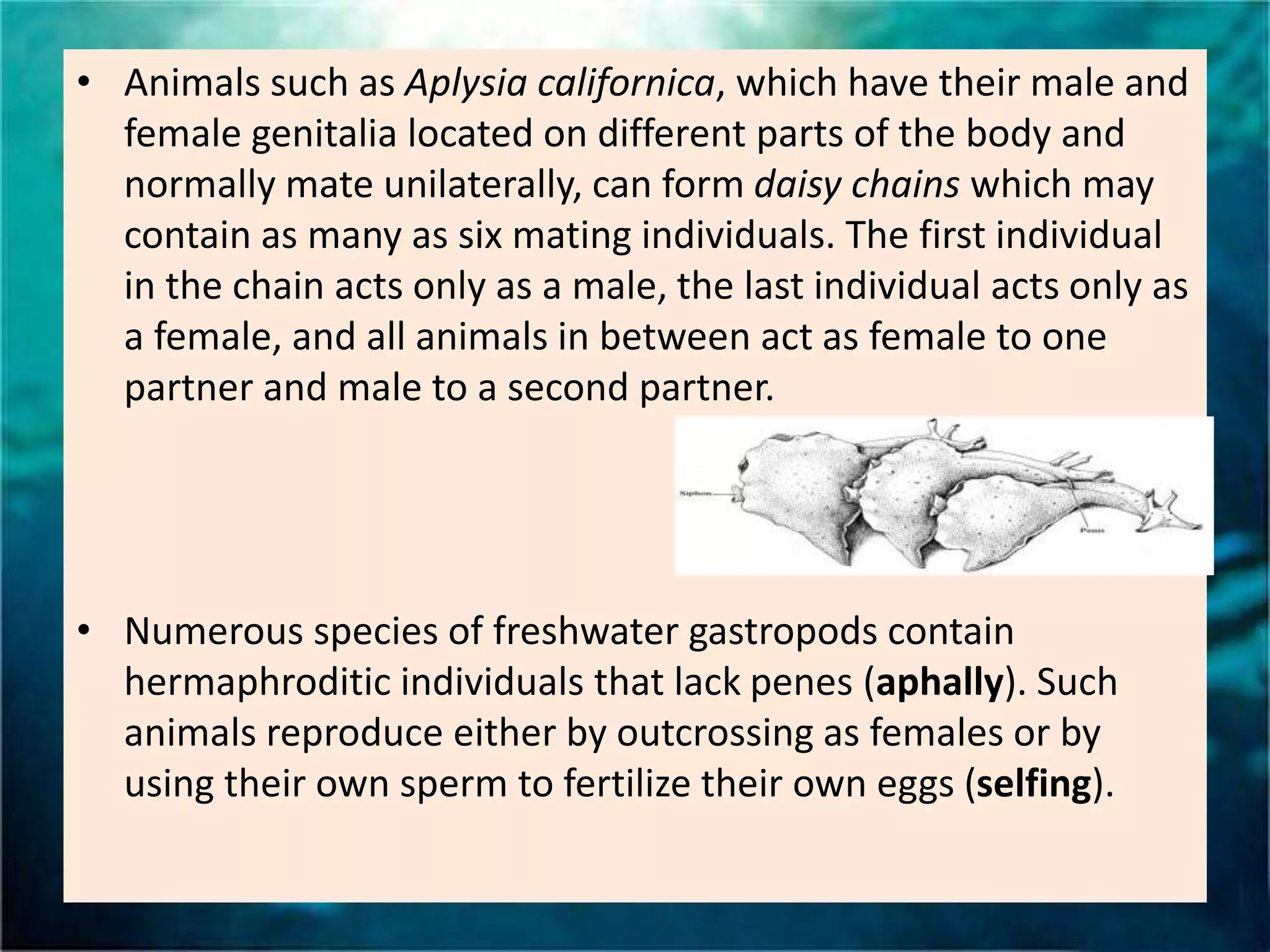 Gastropods reproductive system | PPTX