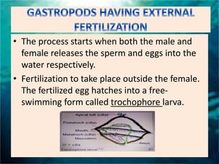 Gastropods reproductive system | PPTX