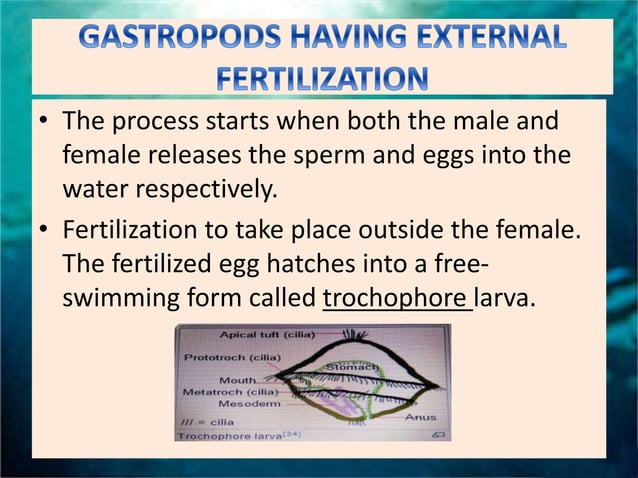 Gastropods reproductive system | PPTX