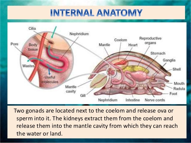 Gastropods reproductive system