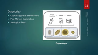 Gastrothylax crumenifer.pptx