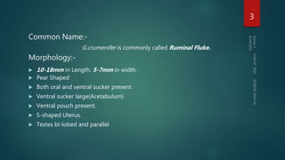 Gastrothylax crumenifer.pptx