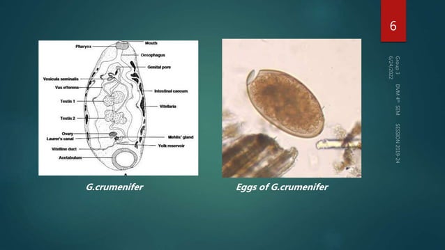 Gastrothylax crumenifer.pptx