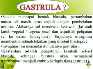 Gastrula | PPTX