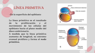 Proceso de Gastrulación, proceso notocordal y notocorda | PDF