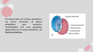 Proceso de Gastrulación, proceso notocordal y notocorda | PPT