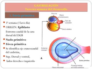 Tercera semana de desarrollo humano | PPT