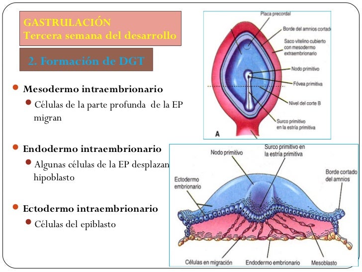 Gastrulacion Significado