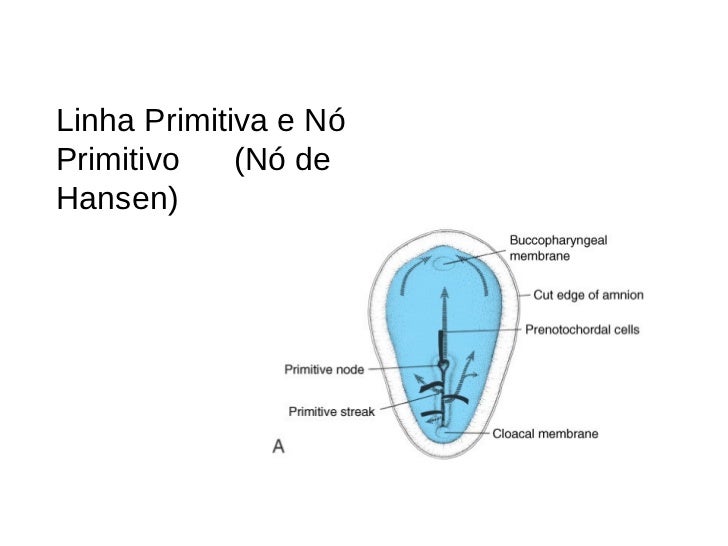 GastrulaçãO E NeurulaçãO