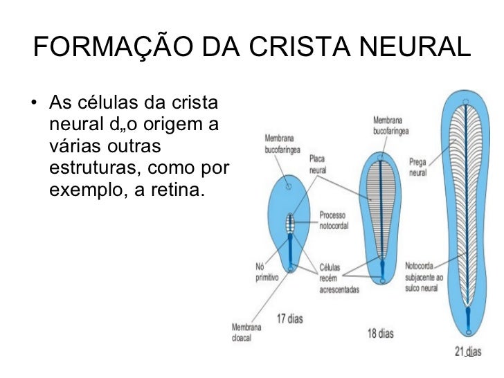 GastrulaçãO E NeurulaçãO