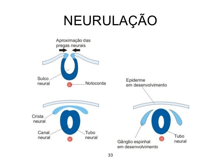 GastrulaçãO E NeurulaçãO