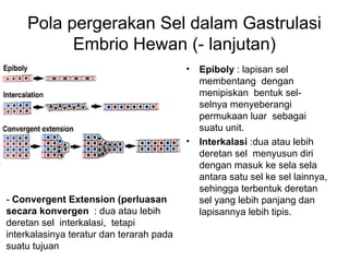 perkembangan embrio awal dua - gastrulasi | PPT