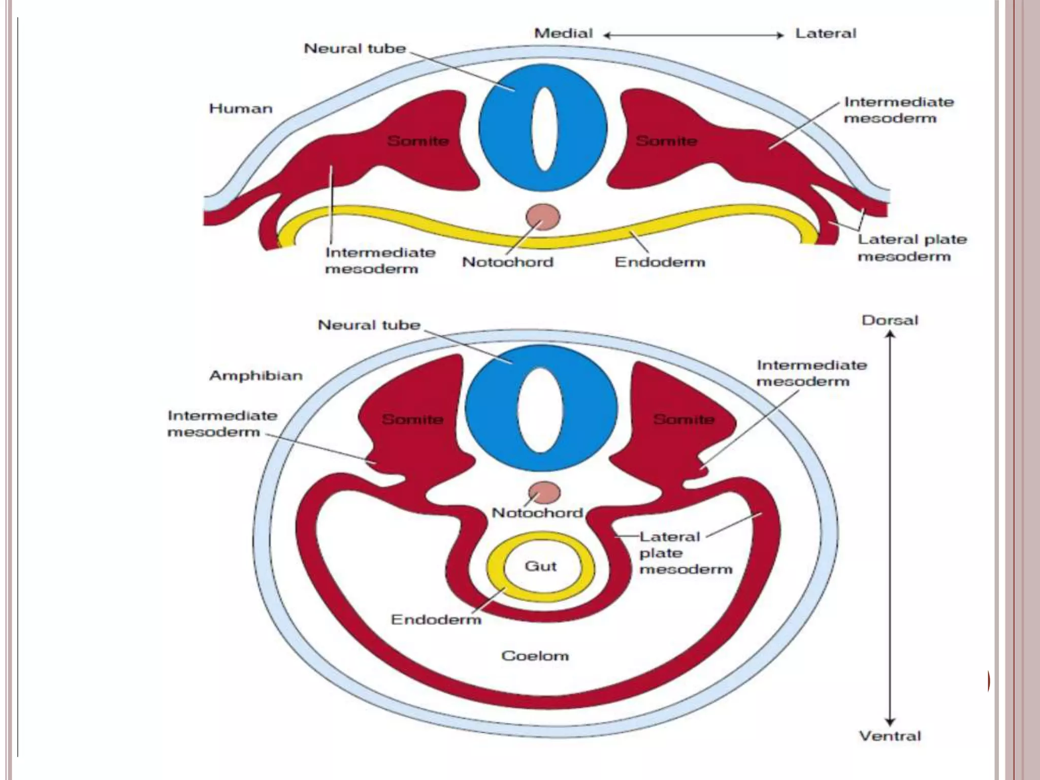 Gastrulation | PPTX
