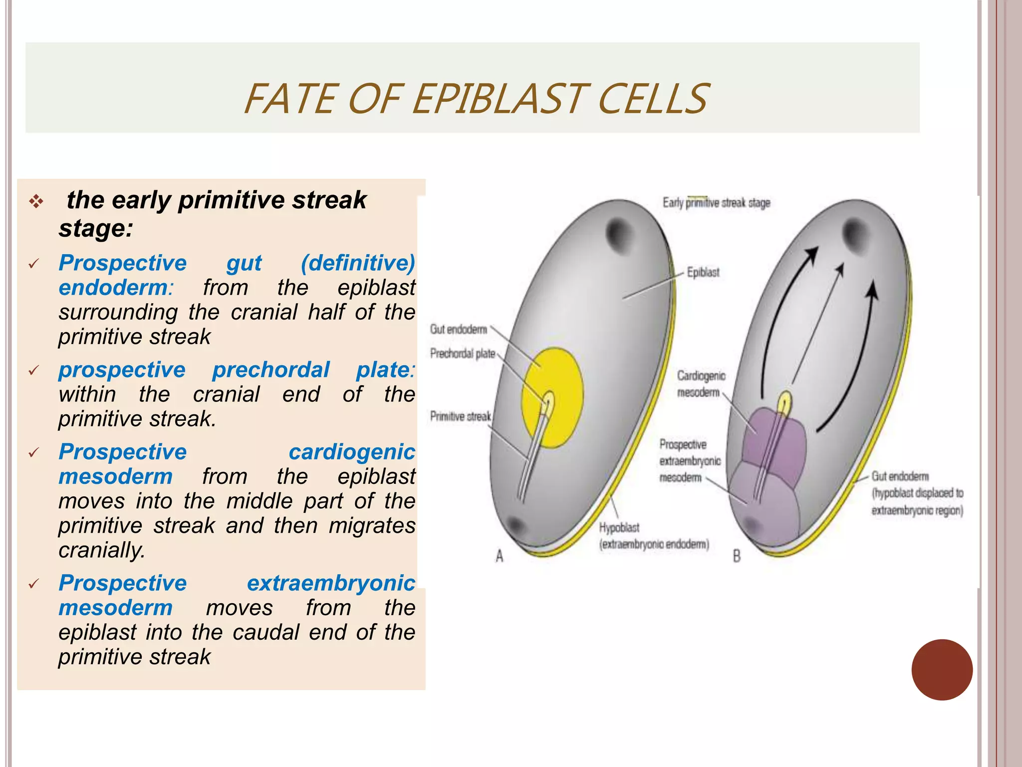 Gastrulation | PPTX | Geology | Science