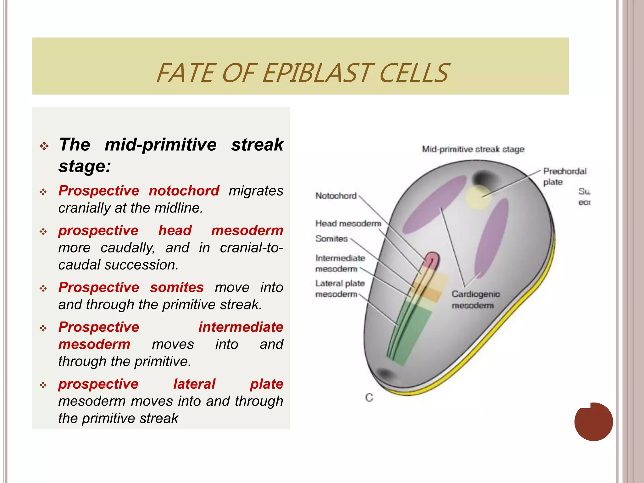 Gastrulation | PPTX
