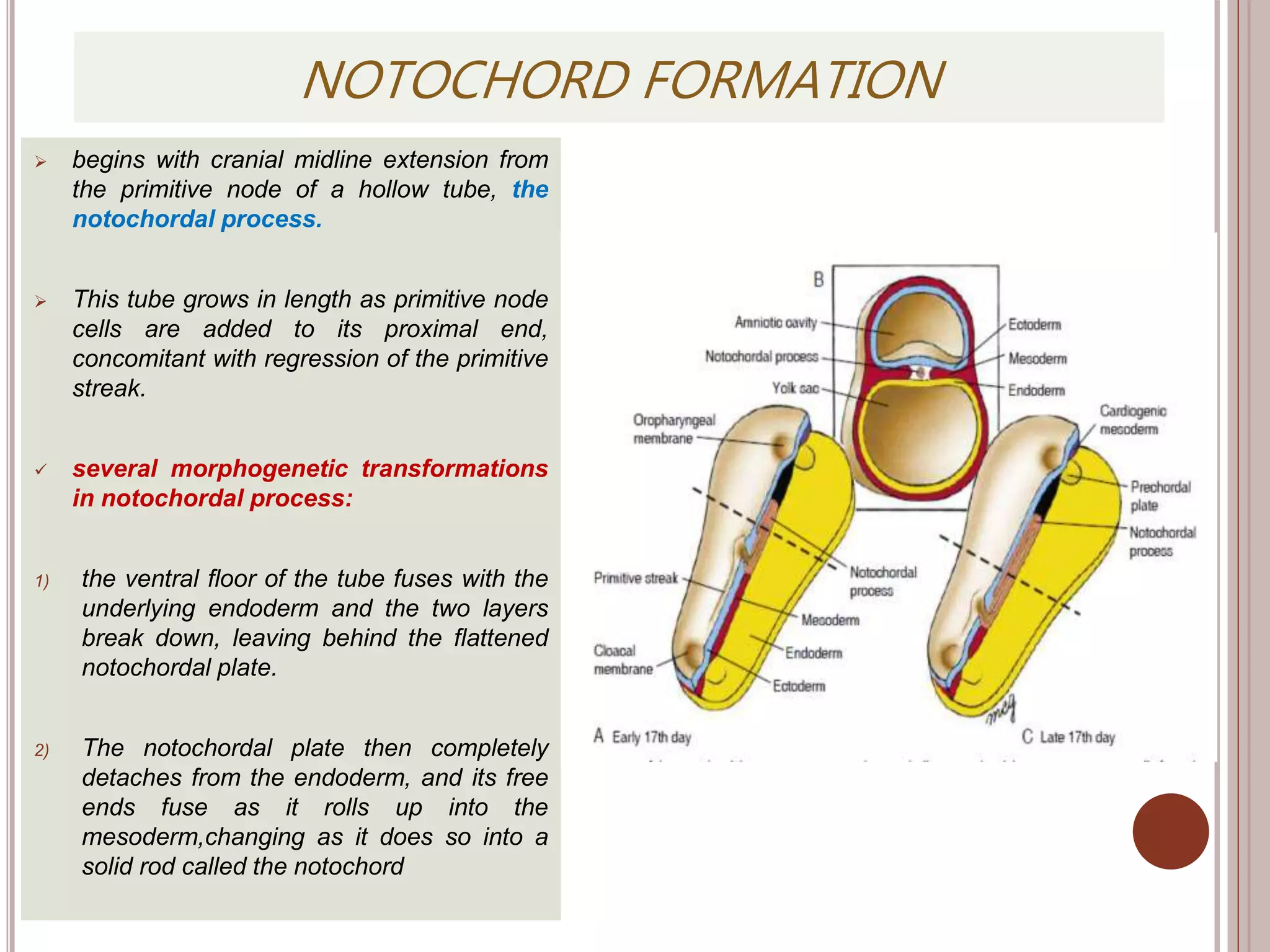Gastrulation | PPTX