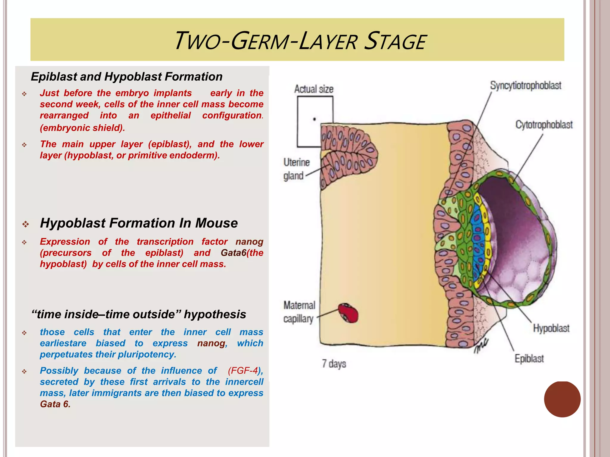 Gastrulation | PPTX