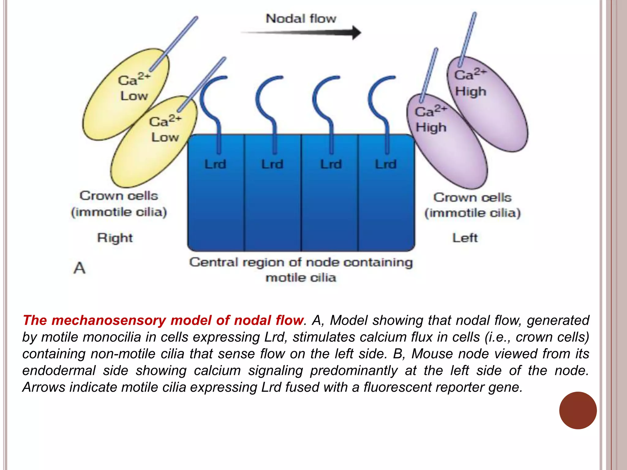 Gastrulation | PPTX