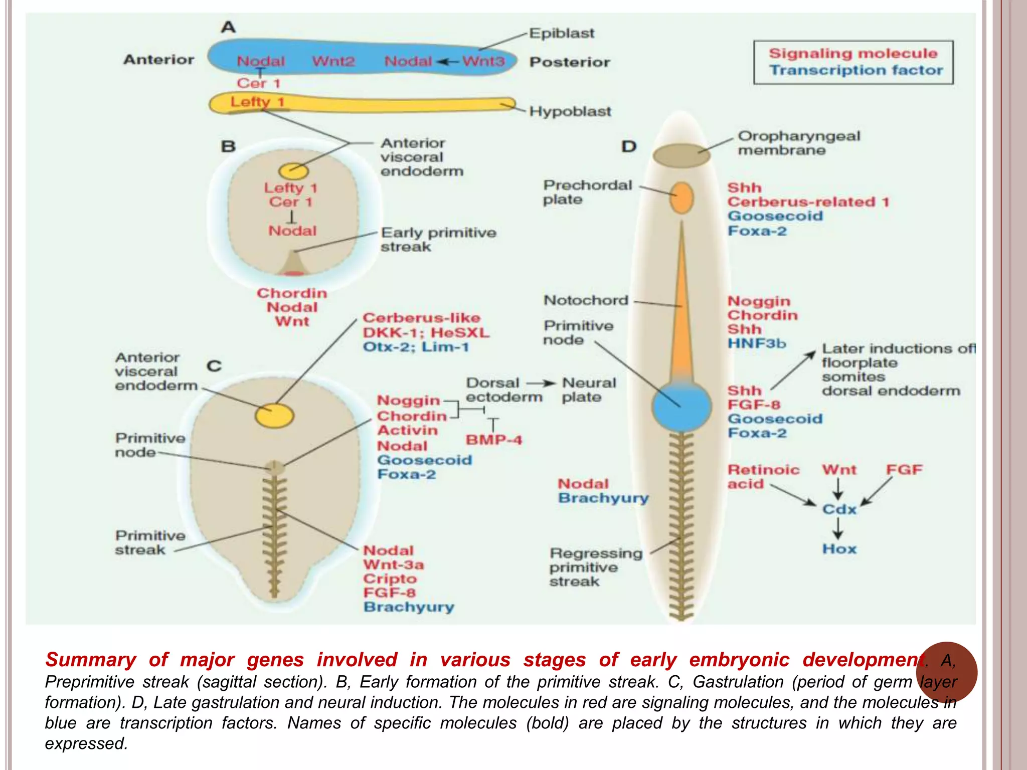 Gastrulation | PPTX