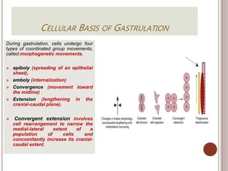 Gastrulation | PPTX