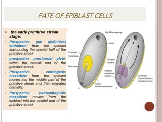 Gastrulation | PPTX