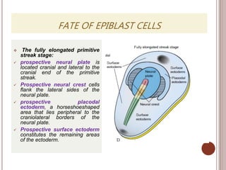 Gastrulation | PPTX