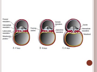 Gastrulation | PPTX