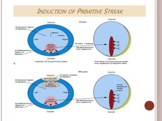 Gastrulation | PPTX