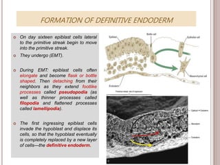 Gastrulation | PPTX