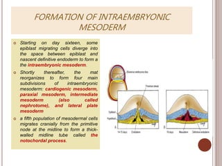 Gastrulation | PPTX