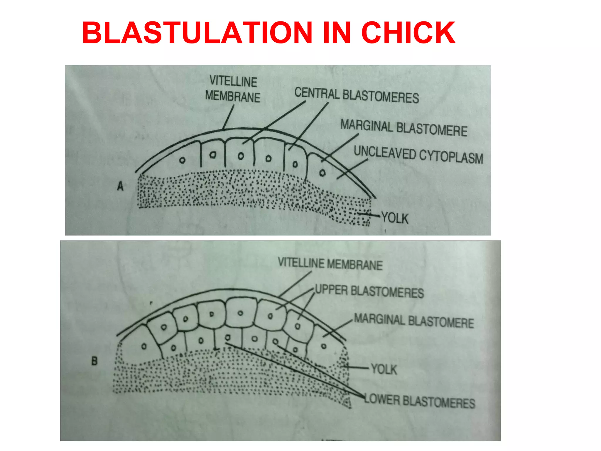 Gastrulation chick | PPT