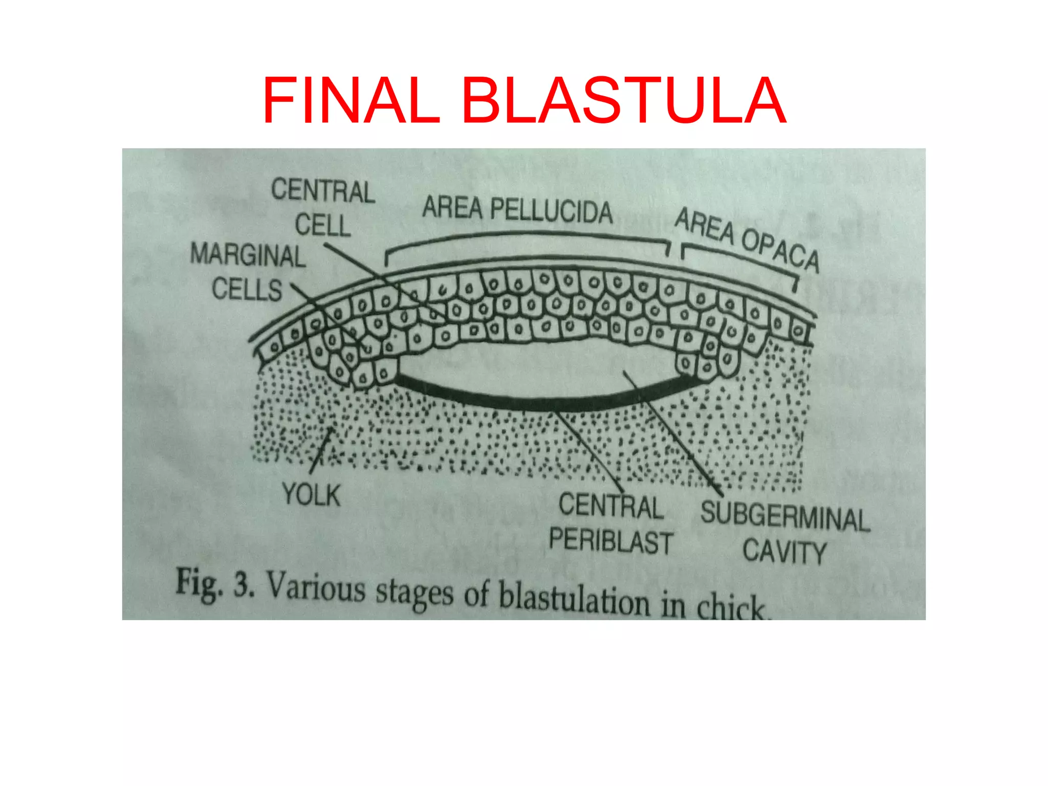 Gastrulation chick | PPT
